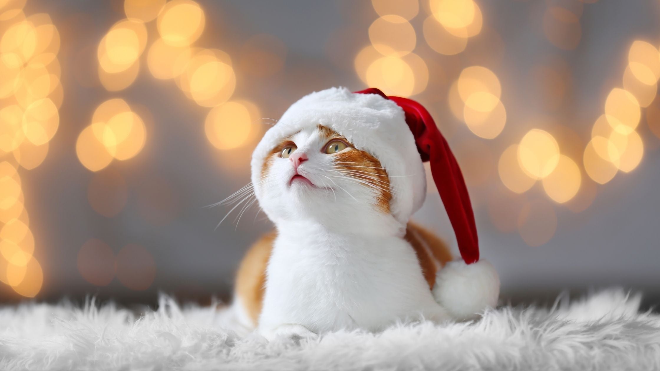 Noms de chats mignons inspirés par les fêtes | RHR Pets