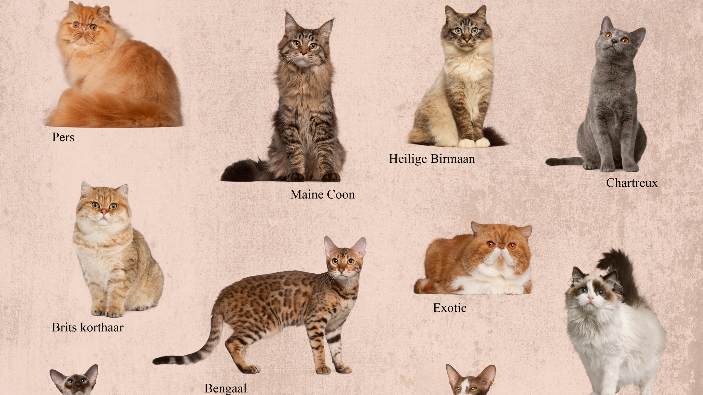 Wat het kattenras van jouw kat over jou zegt | RHR Pets