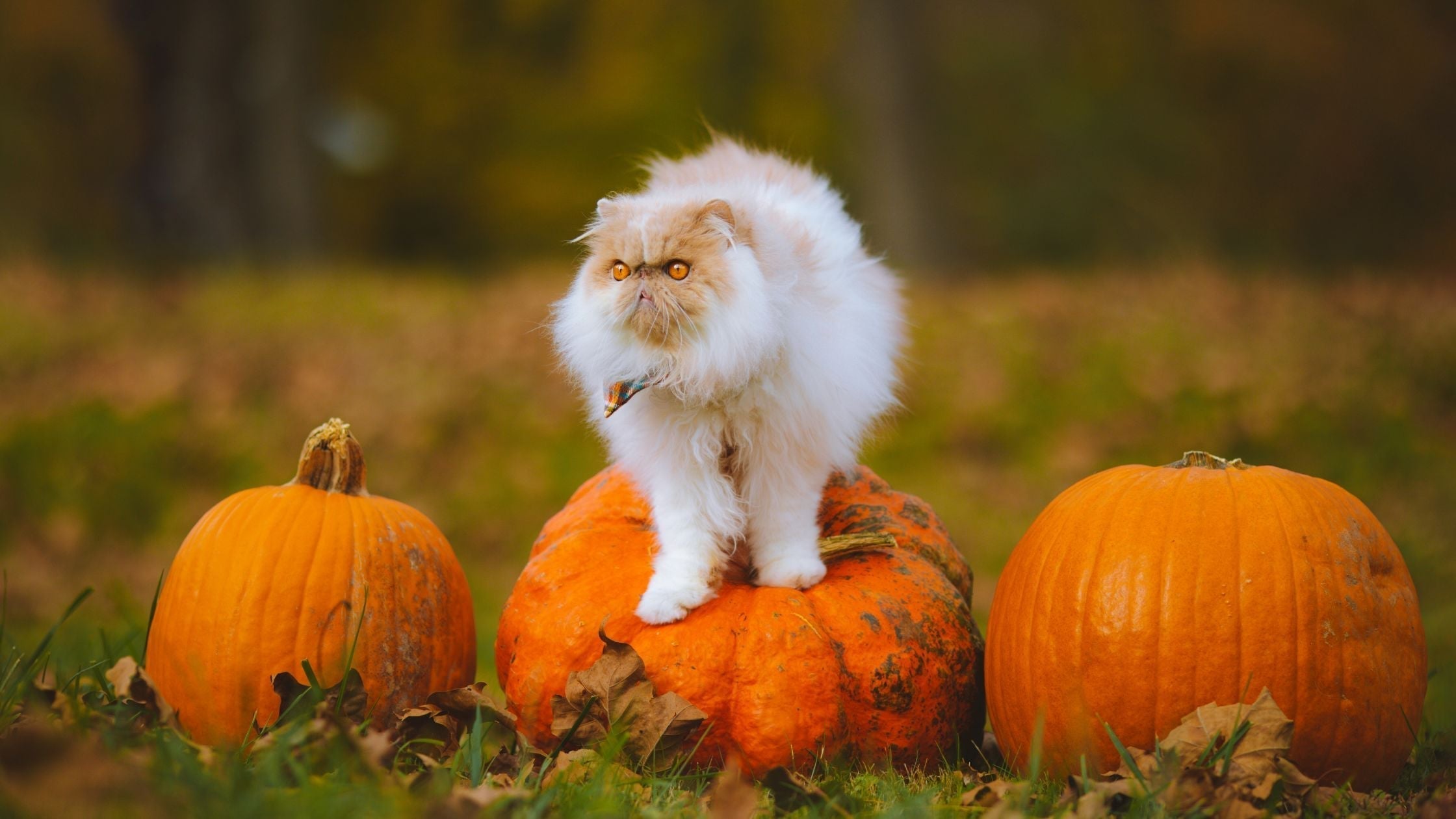Katproof Interieur: de Leukste Herfsttrends voor Jou & je Kat | RHR Pets