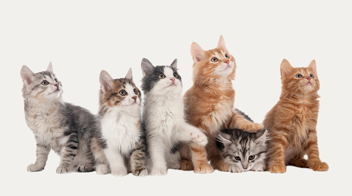 Alla klösträd från RHRQuality hos RHR Pets – tagged "Volwassen Katten"