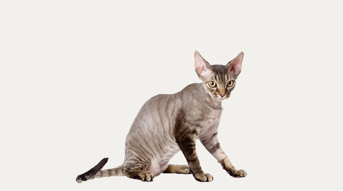 Rascadores para un Devon Rex de RHRQuality en RHR Pets – tagged "Maine ...