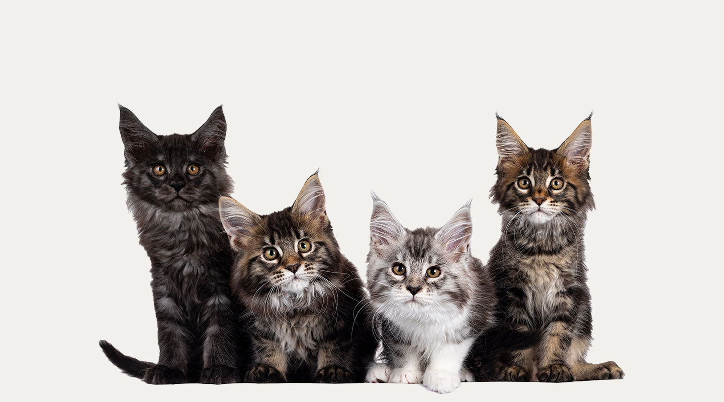 Árvores para gatos para vários gatos da RHRQuality na RHR Pets – tagged ...