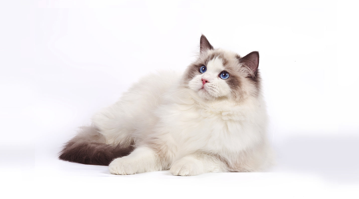 Krabtonnen voor een Ragdoll van RHRQuality bij RHR Pets