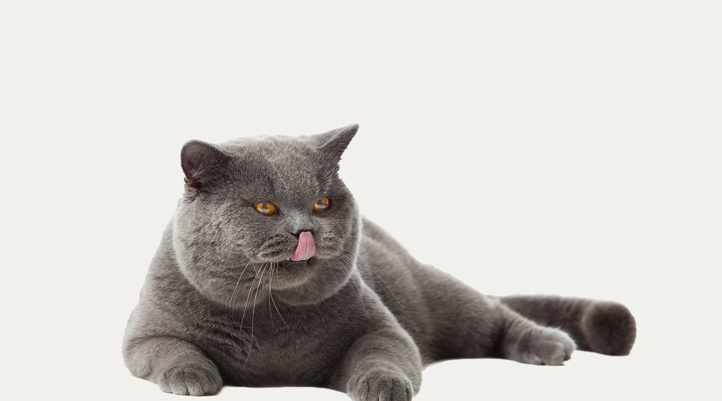 Katträd för tunga katter från RHRQuality hos RHR Pets – tagged "Twee ...